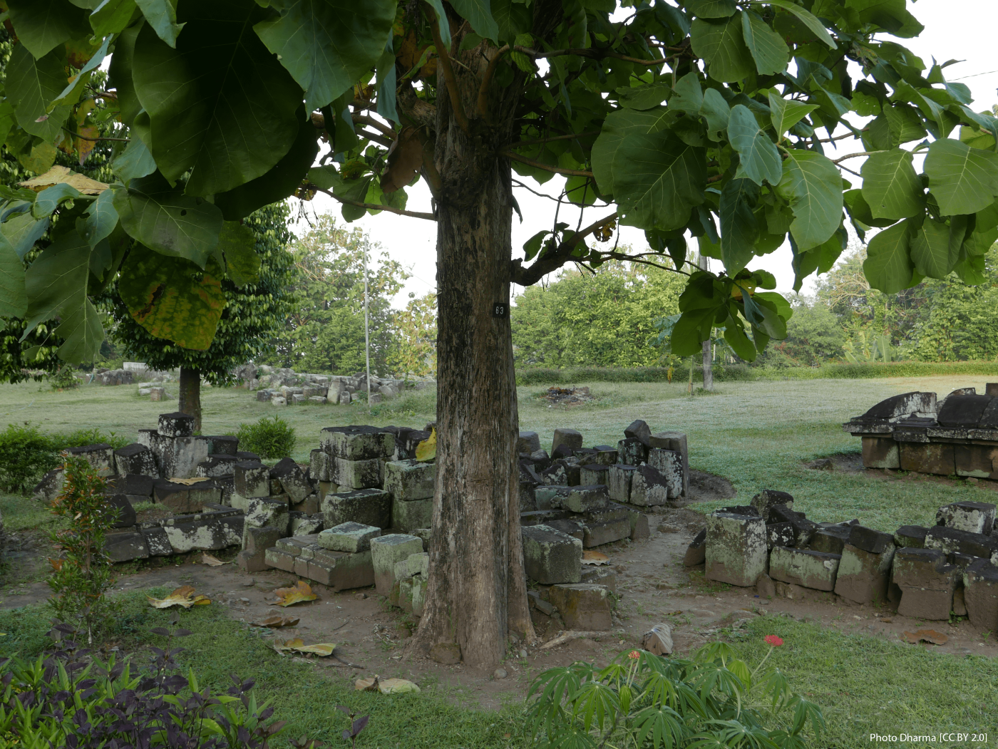 How to identify trees - Teak & Khair - SHASHANK BIRLA